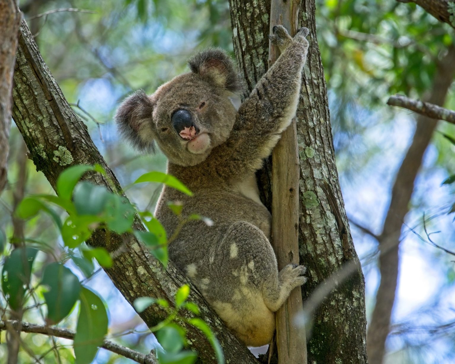 Koala Bears - Inspiring Facts