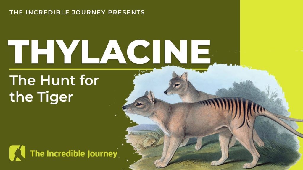 The Hunt for the Tiger (Thylacine) - Inspiring Facts